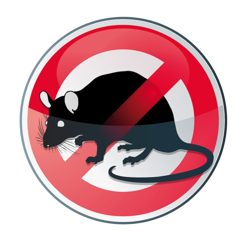 Une campagne de dératisation programmée - Ville de Saint-Paul